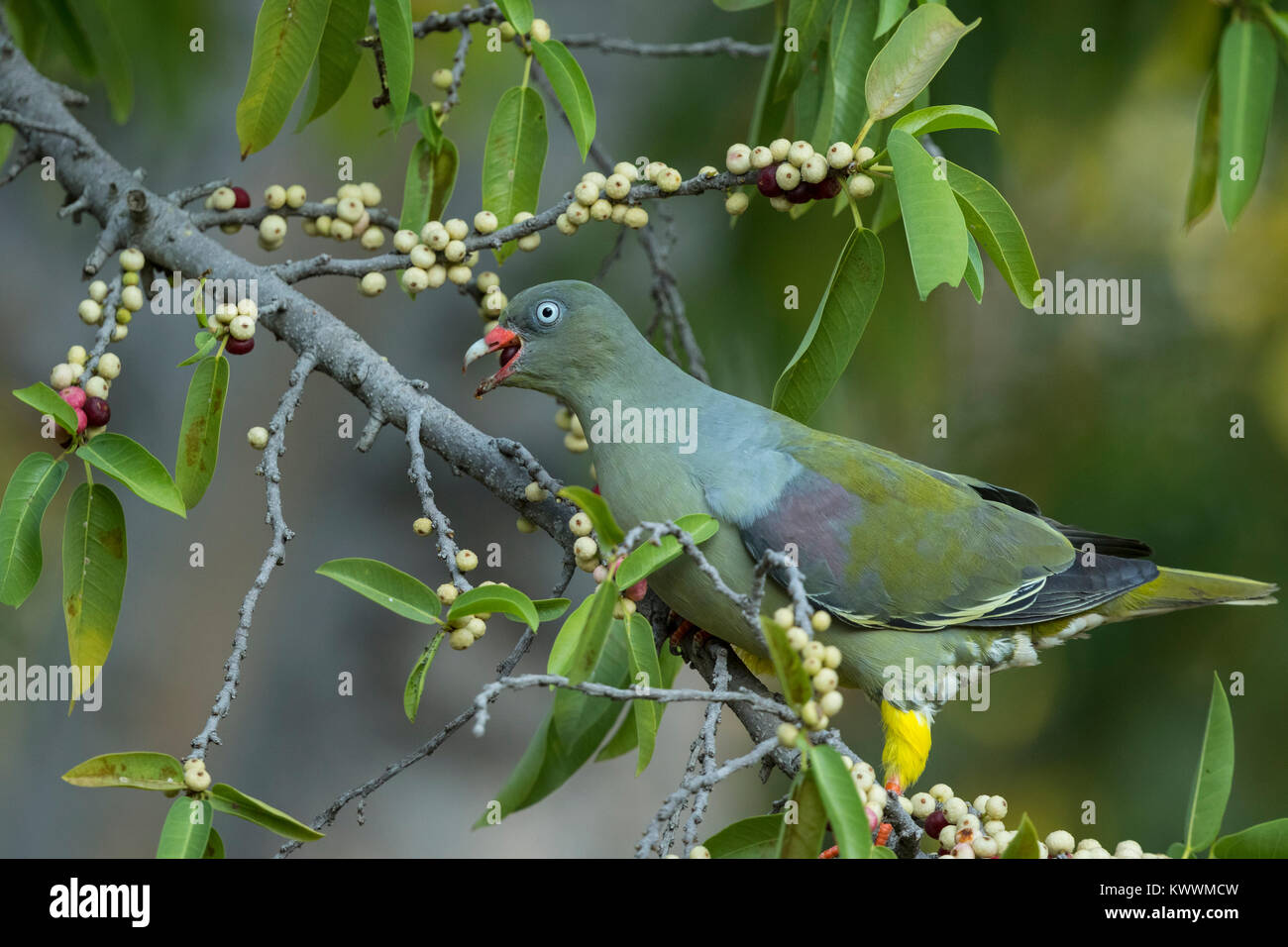 African green pigeon fig tree hi-res stock photography and images - Alamy