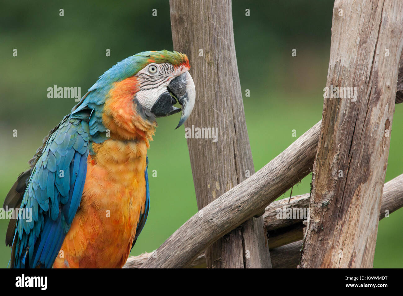Blue and orange macaw in profile hi-res stock photography and images ...