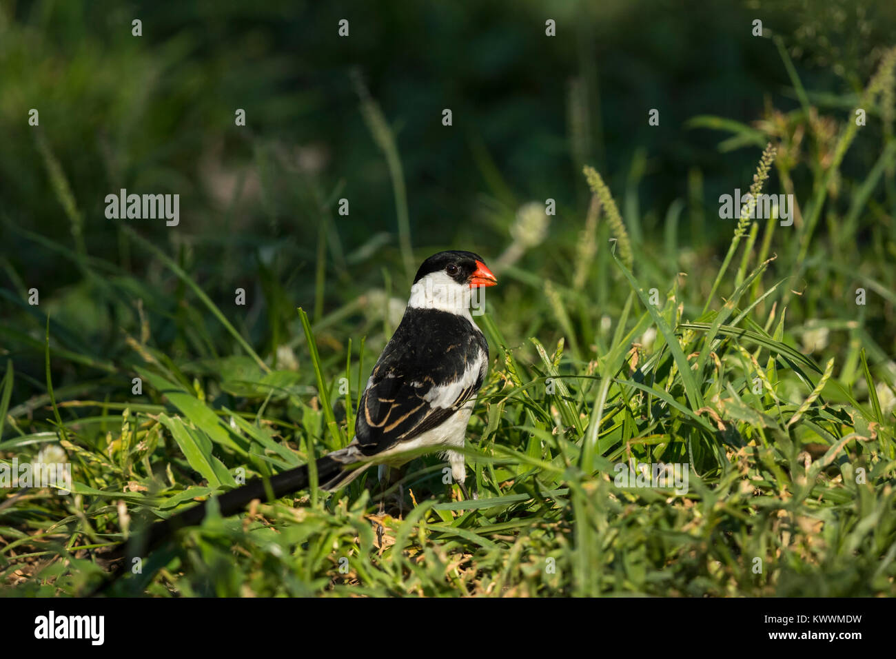 Pin tailed whydah vidua macroura hi-res stock photography and images ...