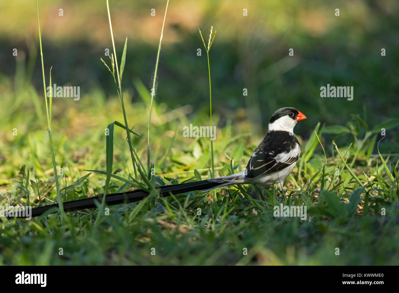 Pin-tailed Whydah (Vidua macroura), male on the ground, Viduidae Stock ...