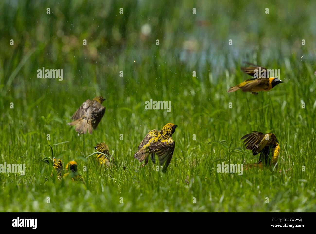 Village Weaver (Ploceus cucullatus spilonotus) and Lesser Masked Weaver ...