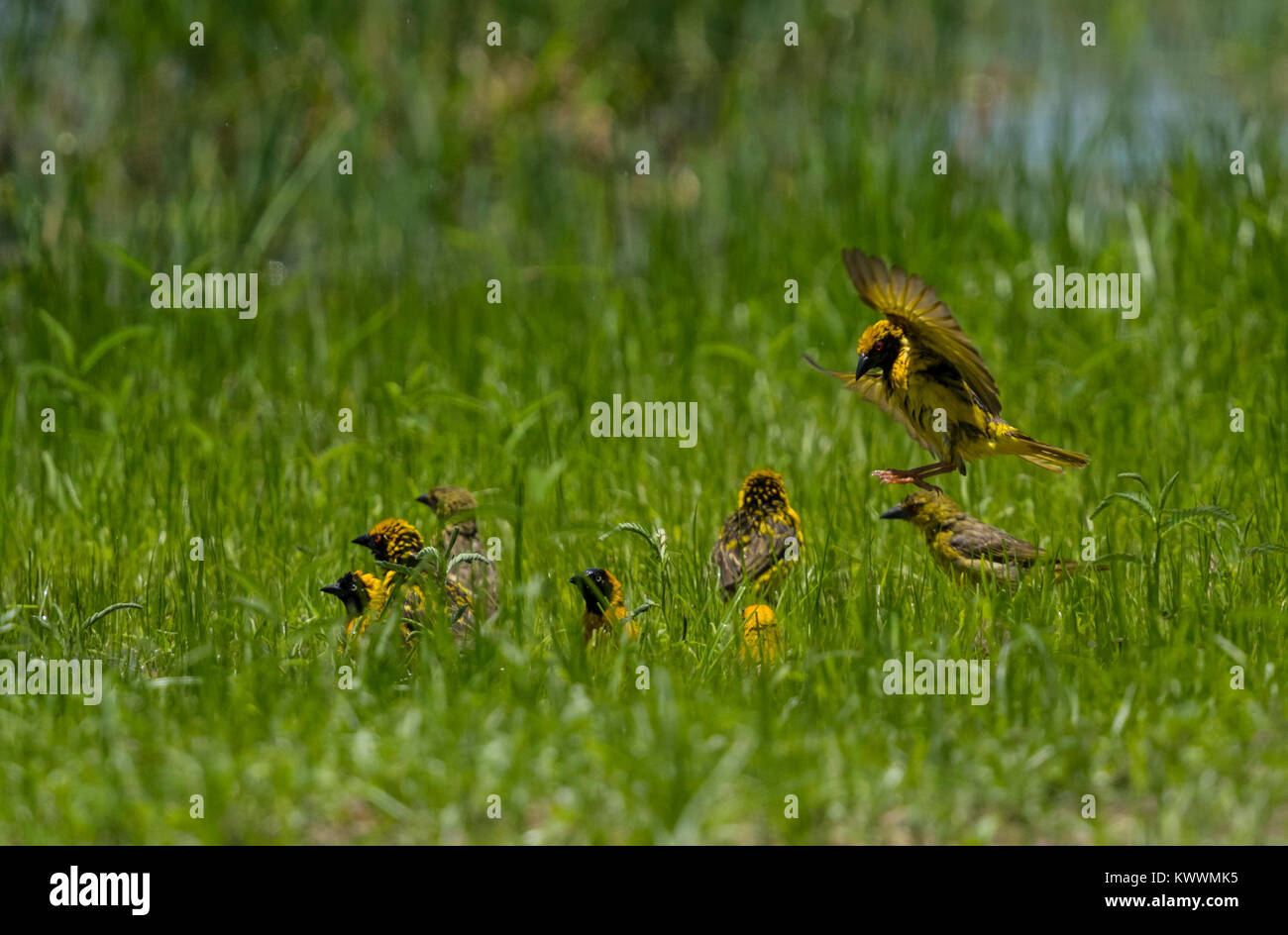 Village Weaver (Ploceus cucullatus spilonotus) and Lesser Masked Weaver ...