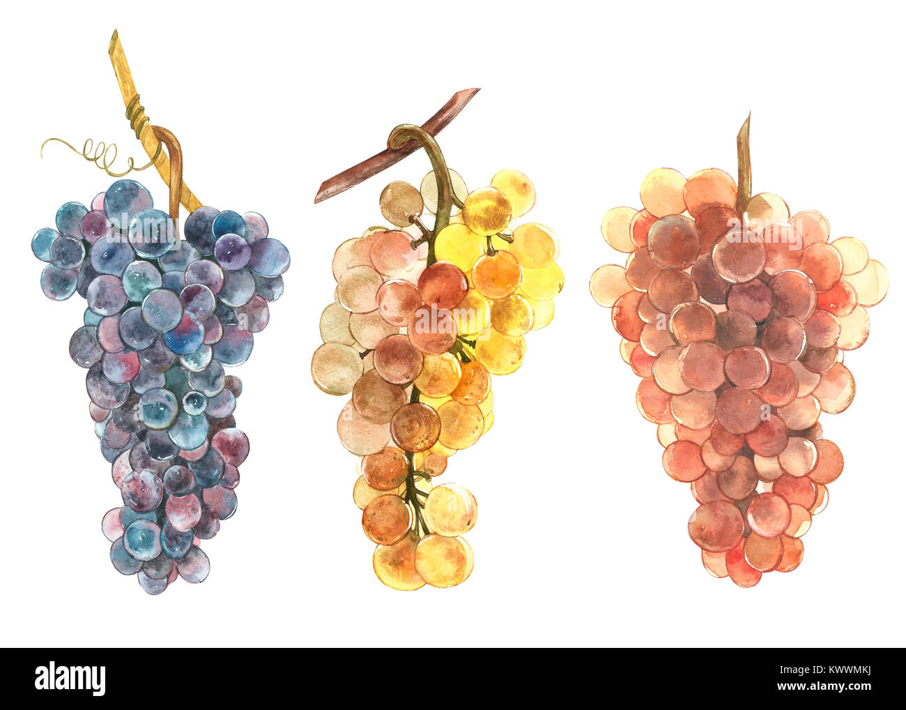 Set of Watercolor illustration of bunches of white and black grapes ...