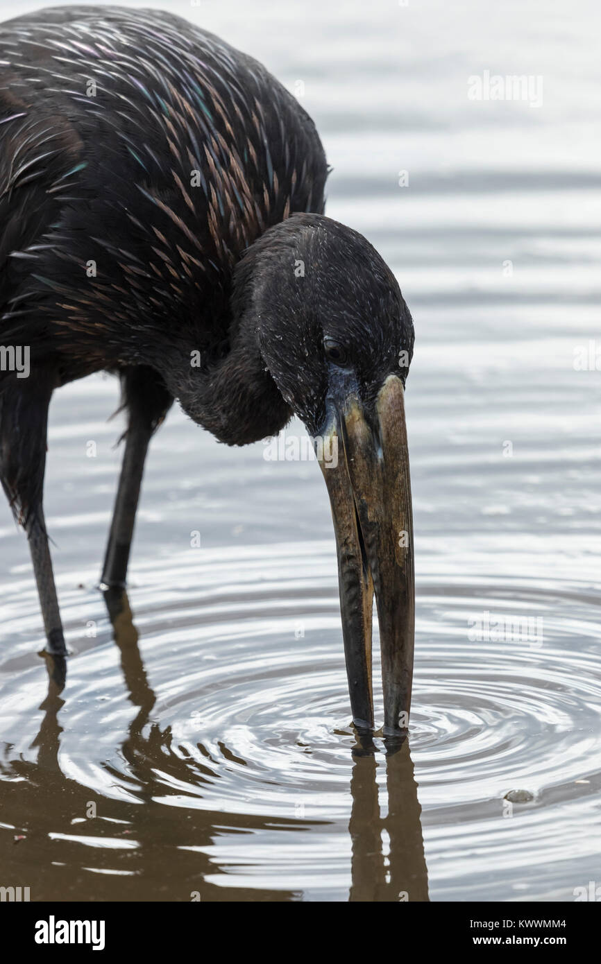 African Openbill (Anastomus lamelligerus ssp. lamelligerus) in Sabie ...