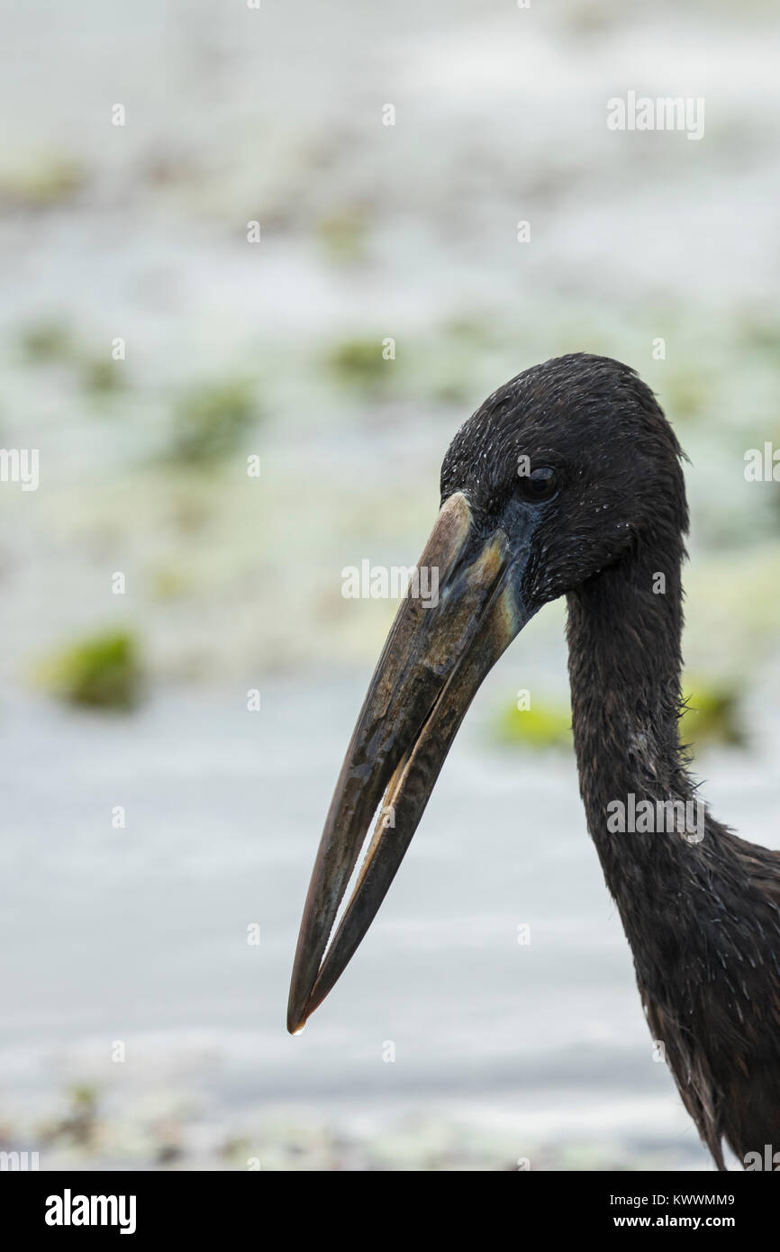 African Openbill (Anastomus lamelligerus ssp. lamelligerus) in Sabie ...