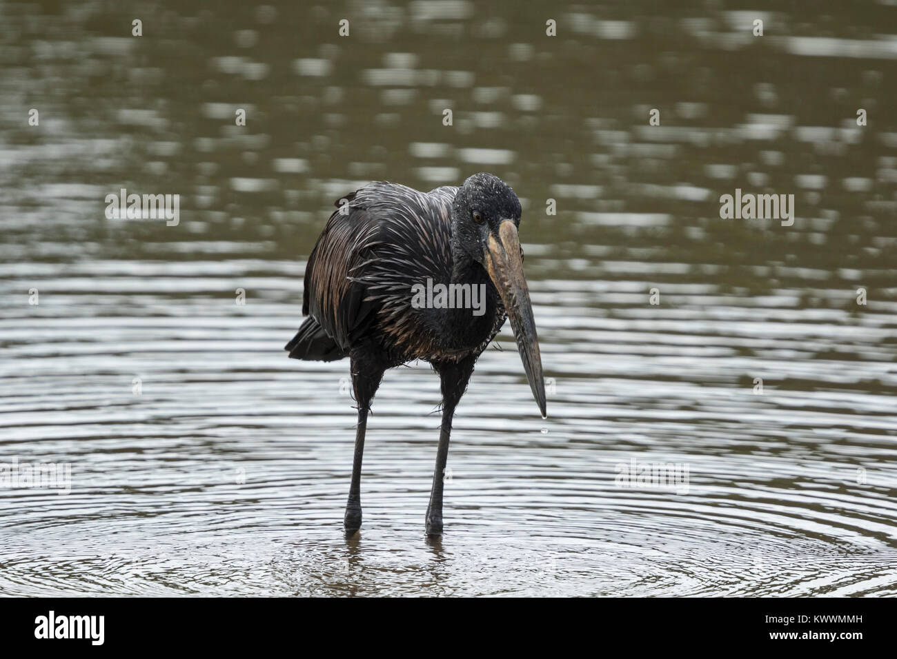 African Openbill (Anastomus lamelligerus ssp. lamelligerus) in Sabie ...