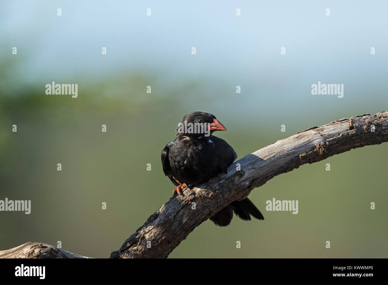 Red billed buffalo weaver bubalornis niger hi-res stock photography and ...