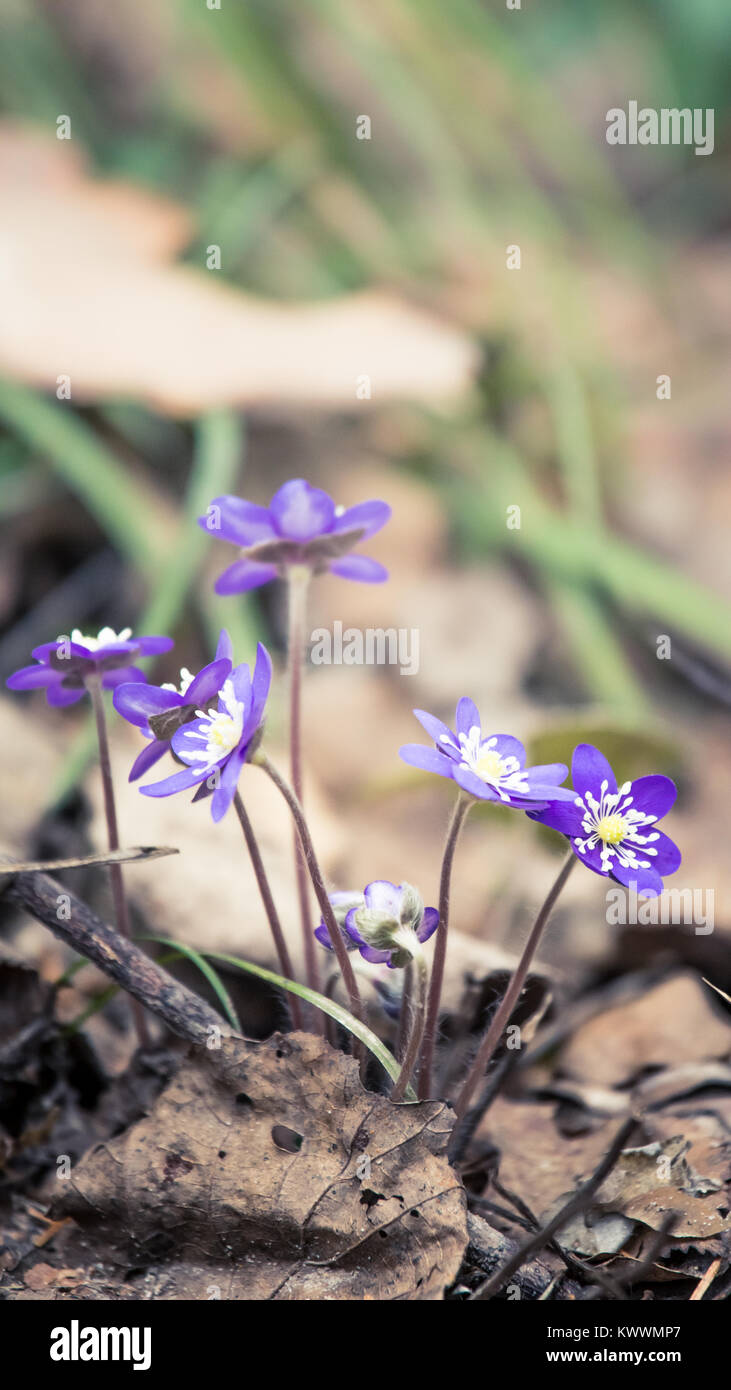 Beautiful fragile liverleaf flowers in spring. Spring blossoms in the ...