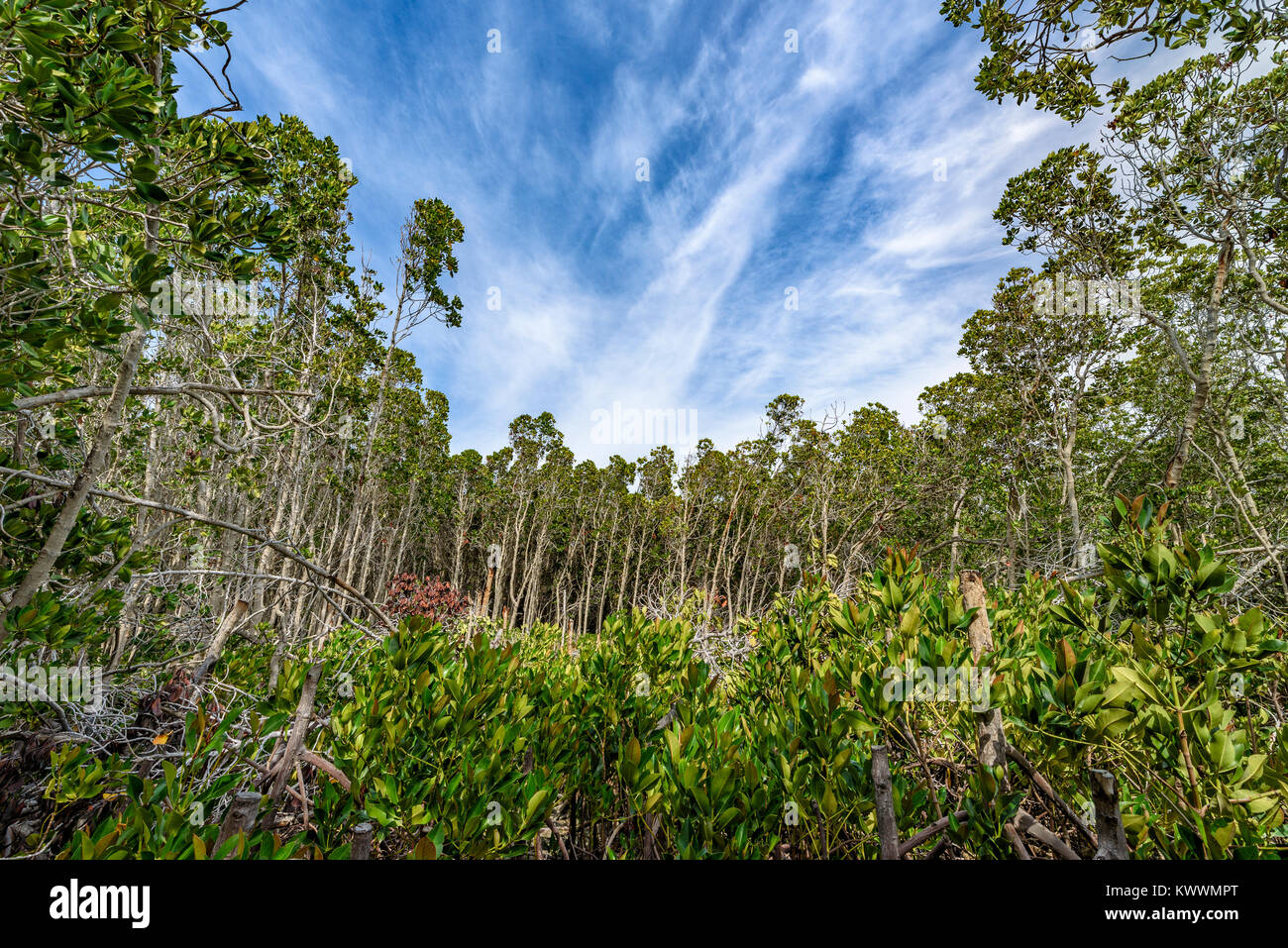 Tall mangrove trees in Azini wet land protected area ,in sirik ...