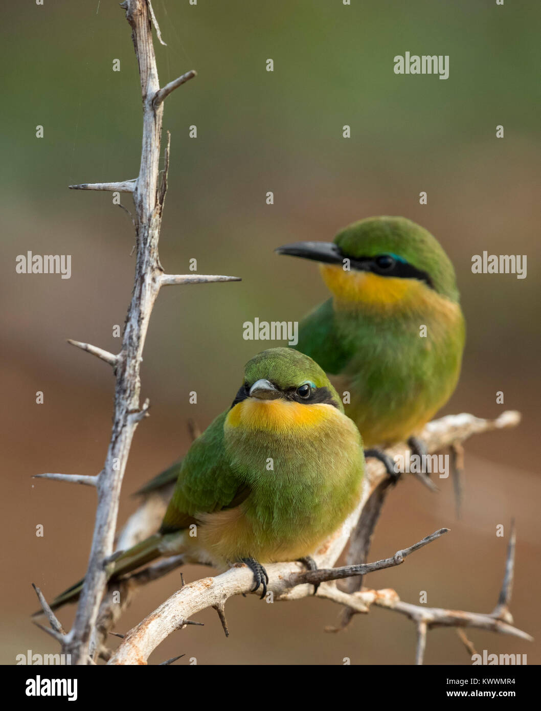 Two Little Bee-eaters (Merops pusillus ssp. meridionalis), (Meropidae ...