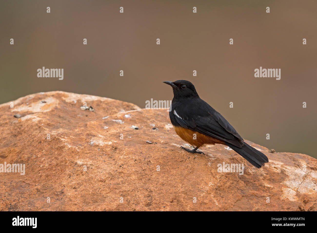 Mocking Cliff Chat (Thamnolaea cinnamomeiventris), male Stock Photo - Alamy