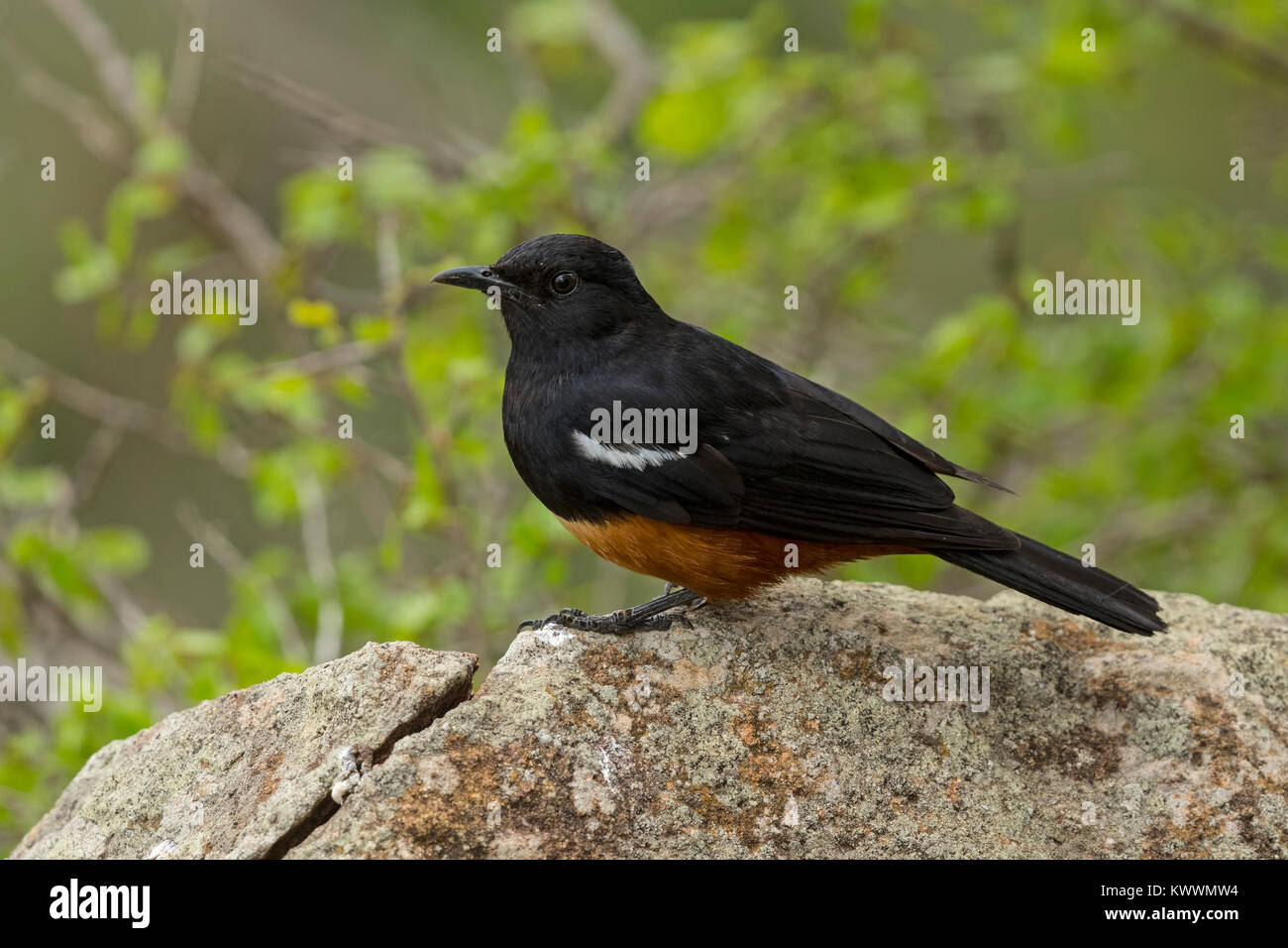 Mocking Cliff Chat (Thamnolaea cinnamomeiventris), male Stock Photo - Alamy