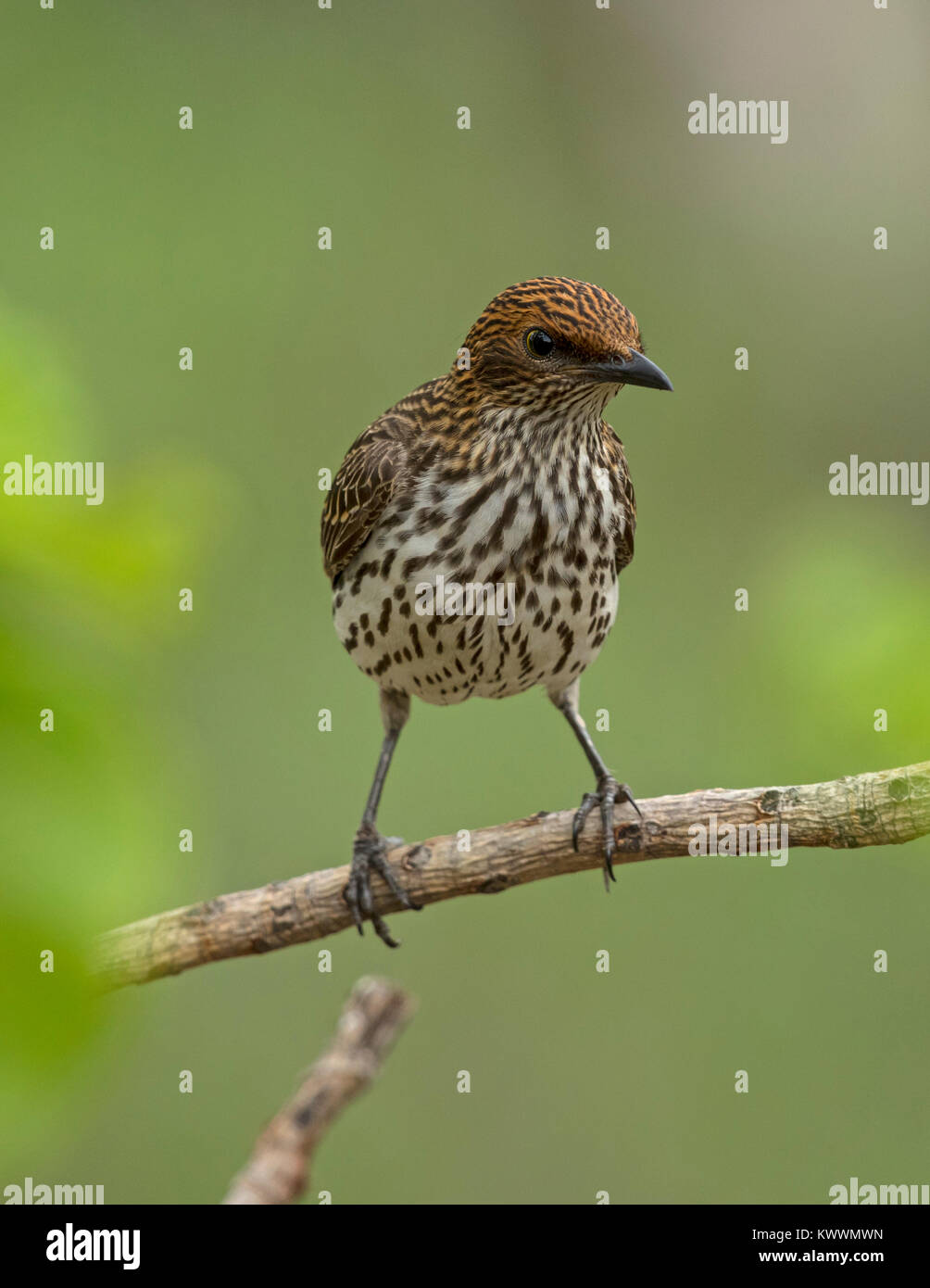 Violet-backed Starling (Cinnyricinclus leucogaster ssp. verreauxi ...