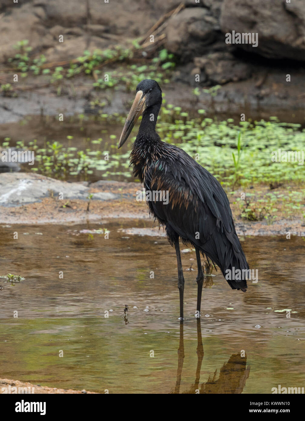 African Openbill (Anastomus lamelligerus ssp. lamelligerus) in ...