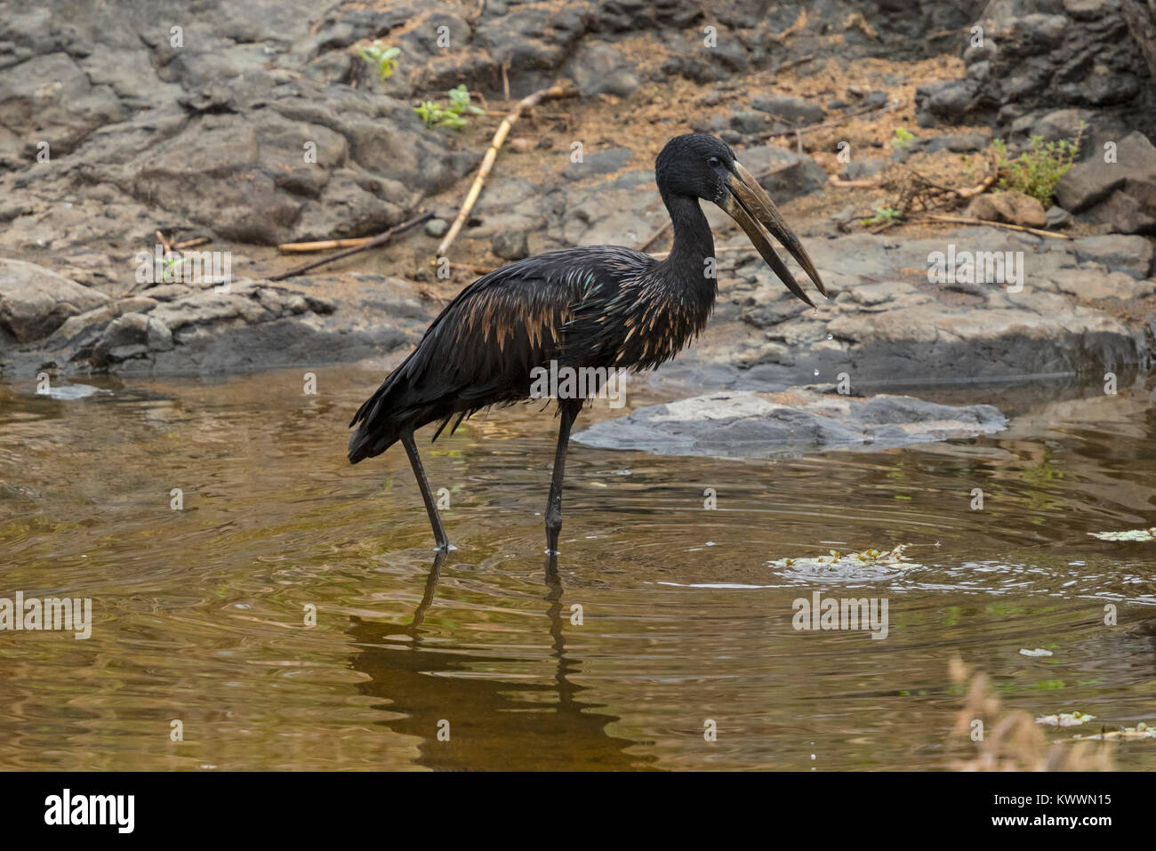 African Openbill (Anastomus lamelligerus ssp. lamelligerus) in ...