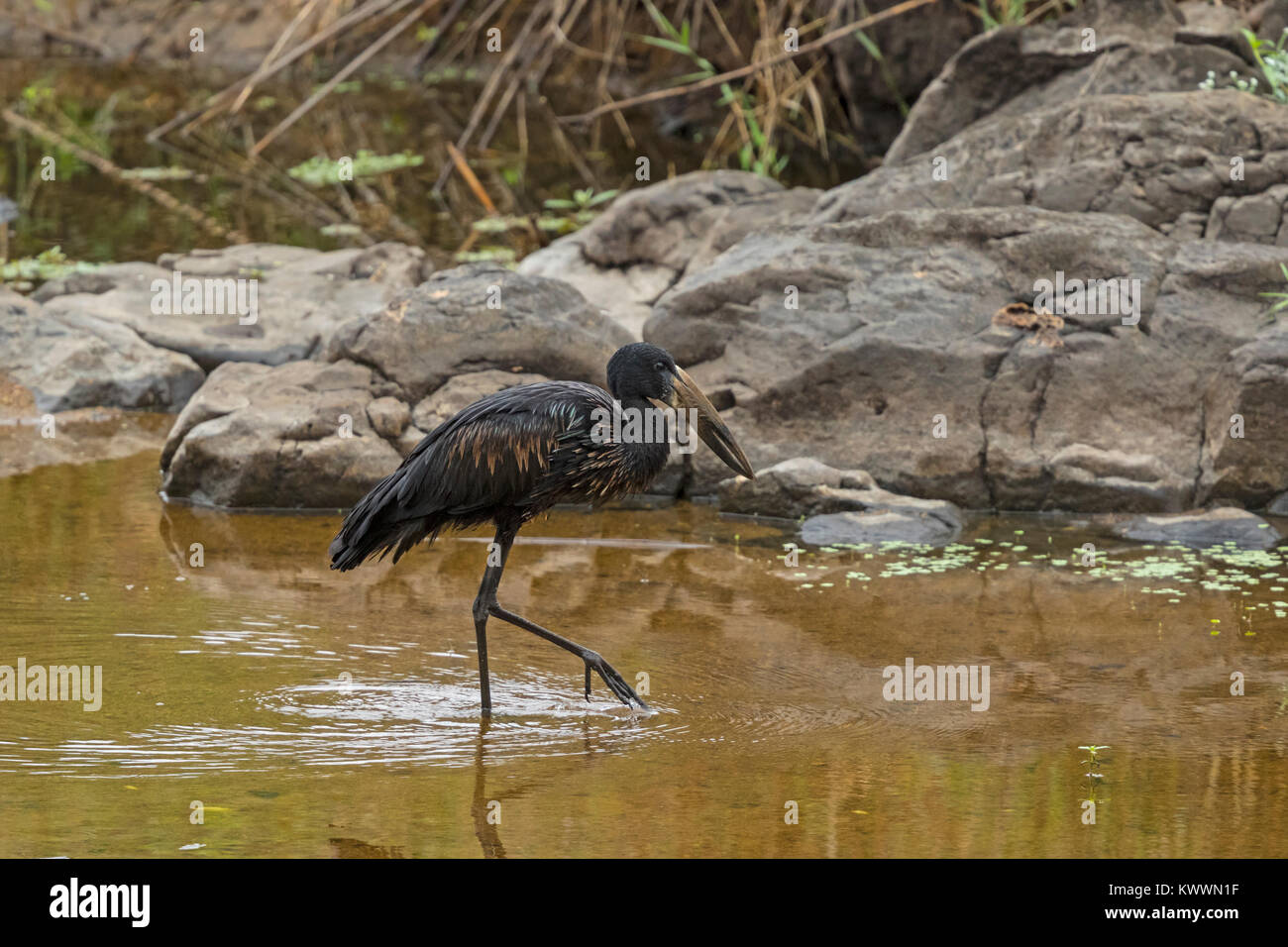 African Openbill (Anastomus lamelligerus ssp. lamelligerus) in ...