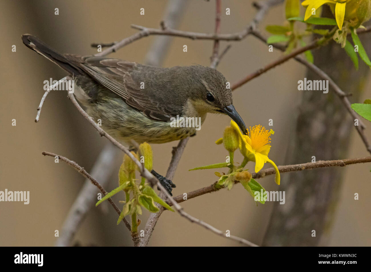 Marico hi-res stock photography and images - Alamy