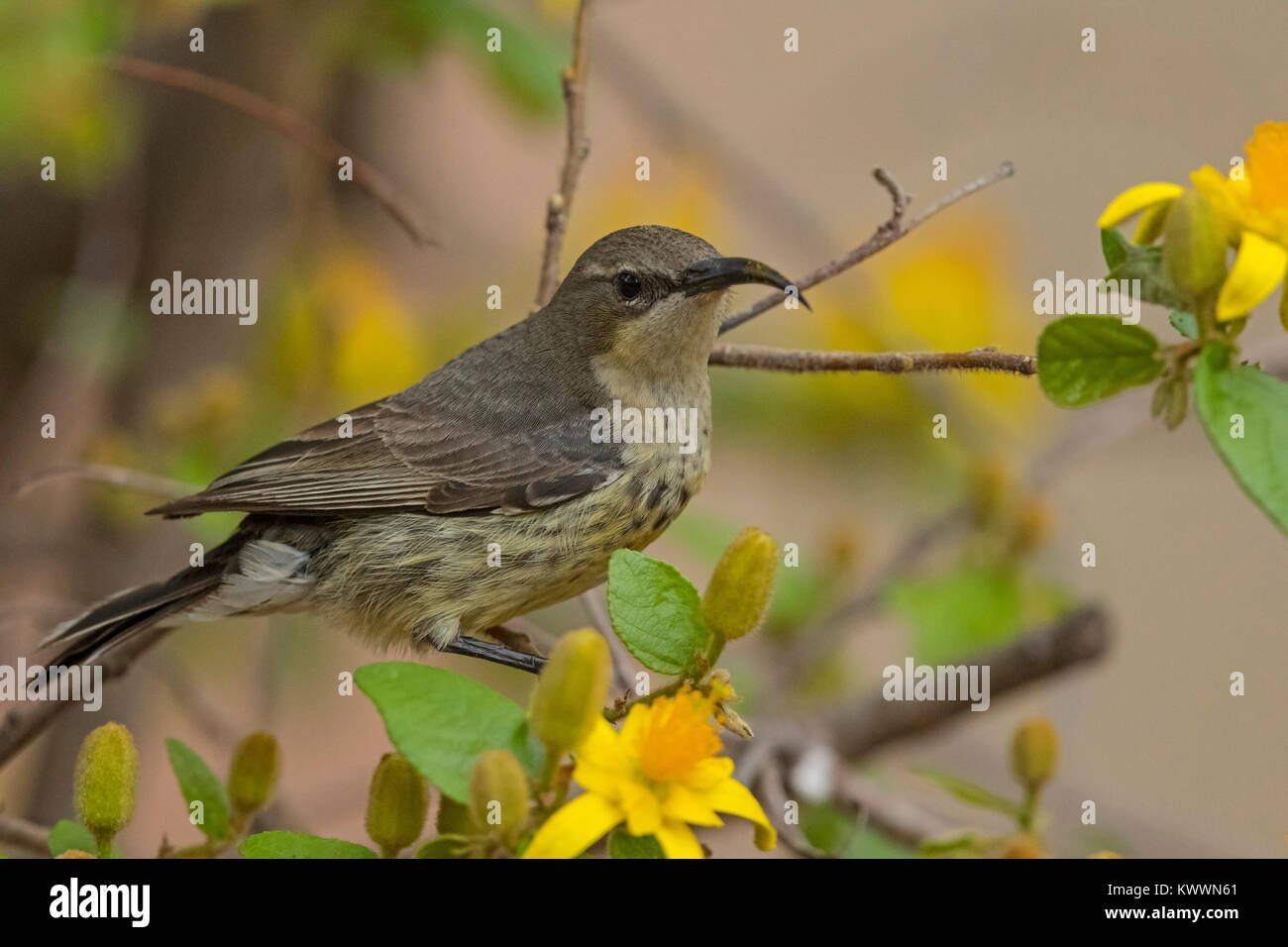 Marico Sunbird, Mariqua Sunbird (Cinnyris mariquensis), female ...