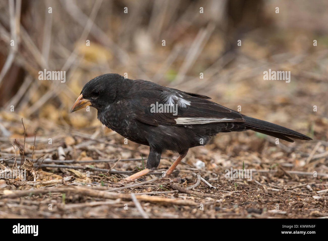 Red billed buffalo weaver bubalornis niger hi-res stock photography and ...