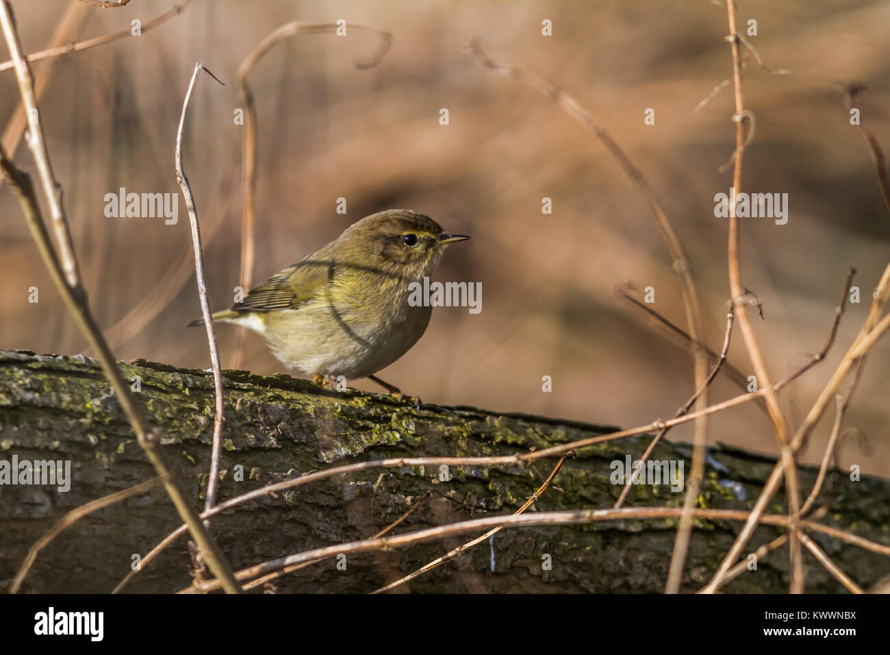 A common chiffchaff is sitting on a branch Stock Photo - Alamy