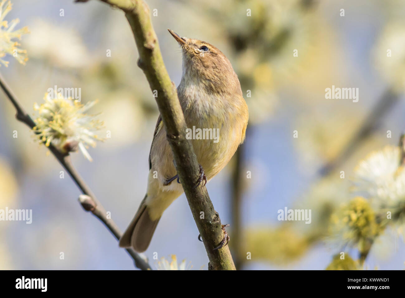 A common chiffchaff is sitting on a branch Stock Photo - Alamy