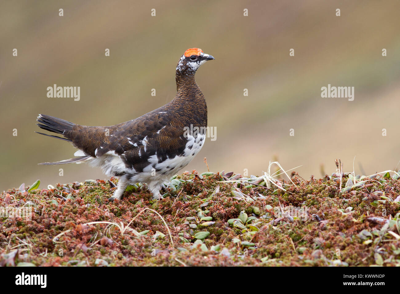 male Rock ptarmigan walking along the hill in the summer tundra Stock ...