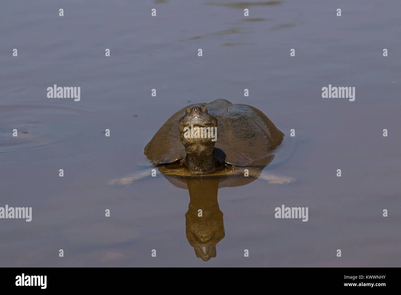 Serrated hinged terrapin in water hi-res stock photography and images ...