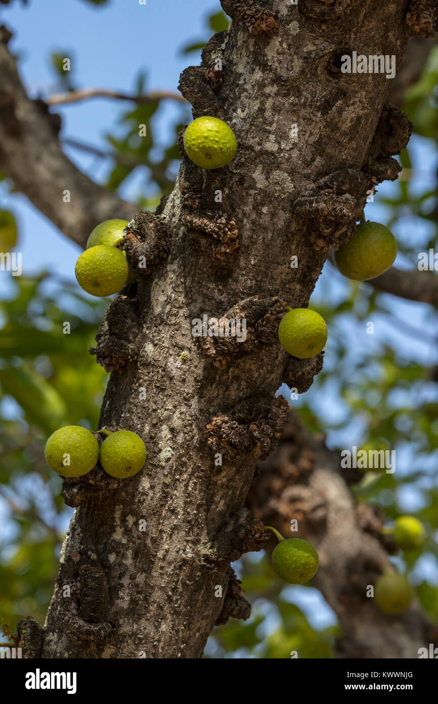 Knobbly hi-res stock photography and images - Alamy