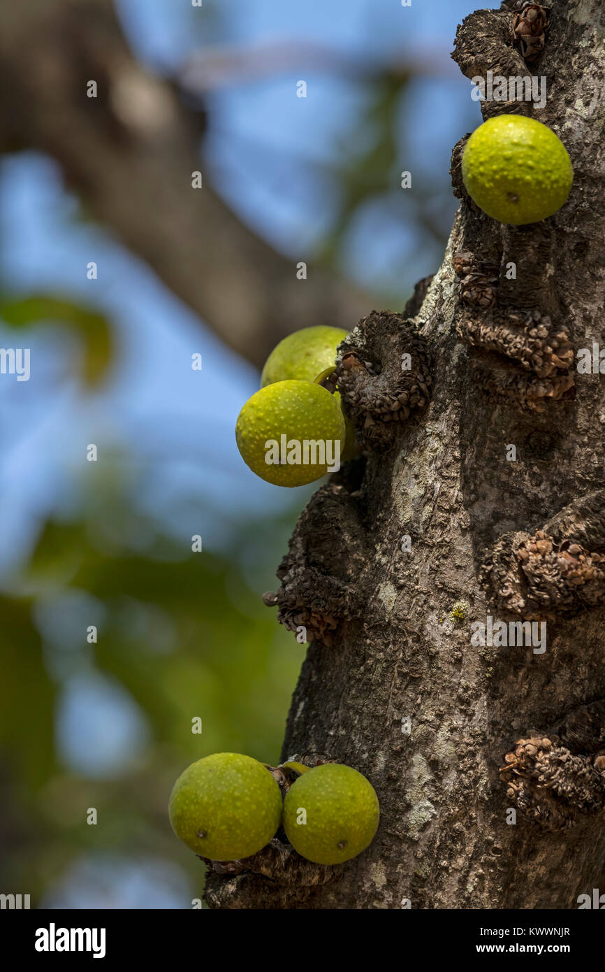 Knobbly Tree High Resolution Stock Photography and Images - Alamy