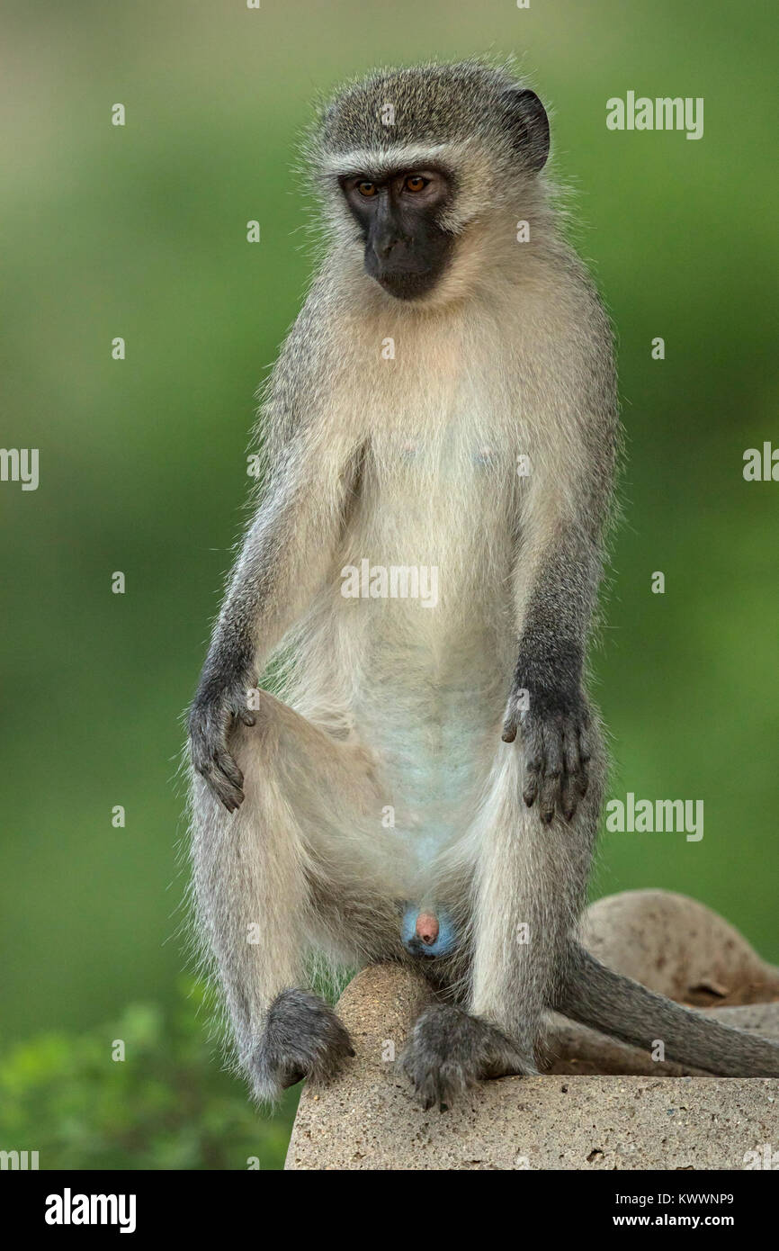 Vervet Monkey (Cercopithecus aethiops pygerythrus), male Stock Photo ...
