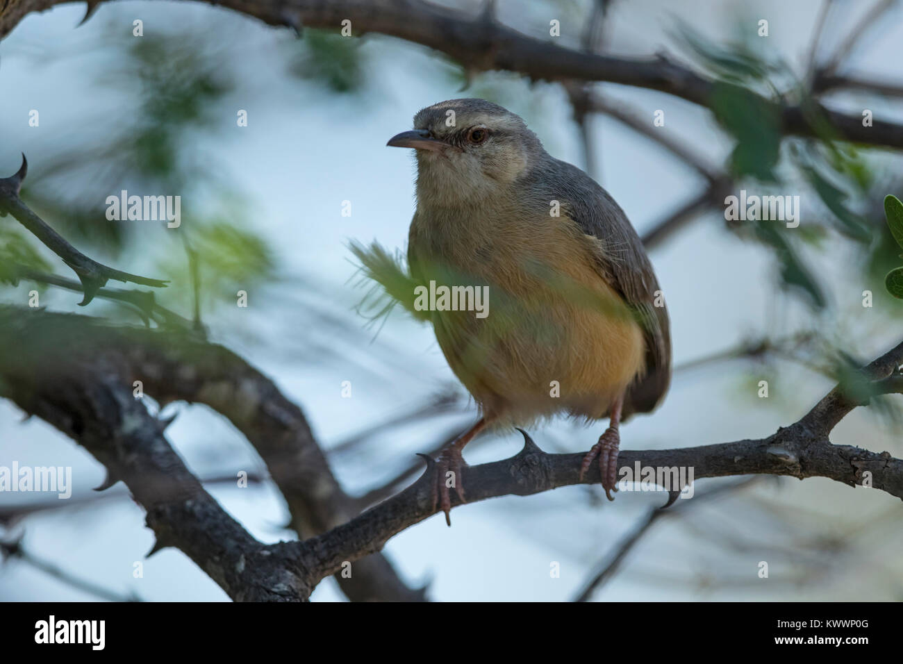 Sylvietta hi-res stock photography and images - Alamy