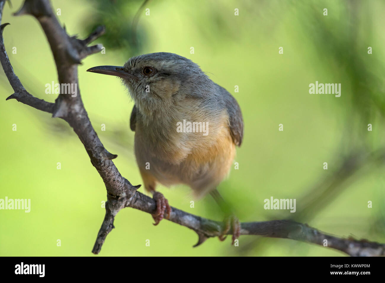 Sylvietta hi-res stock photography and images - Alamy