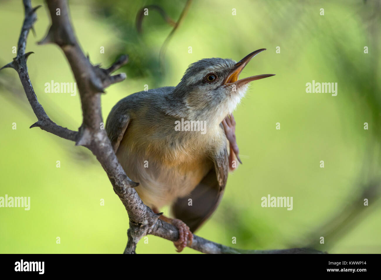 Sylvietta hi-res stock photography and images - Alamy
