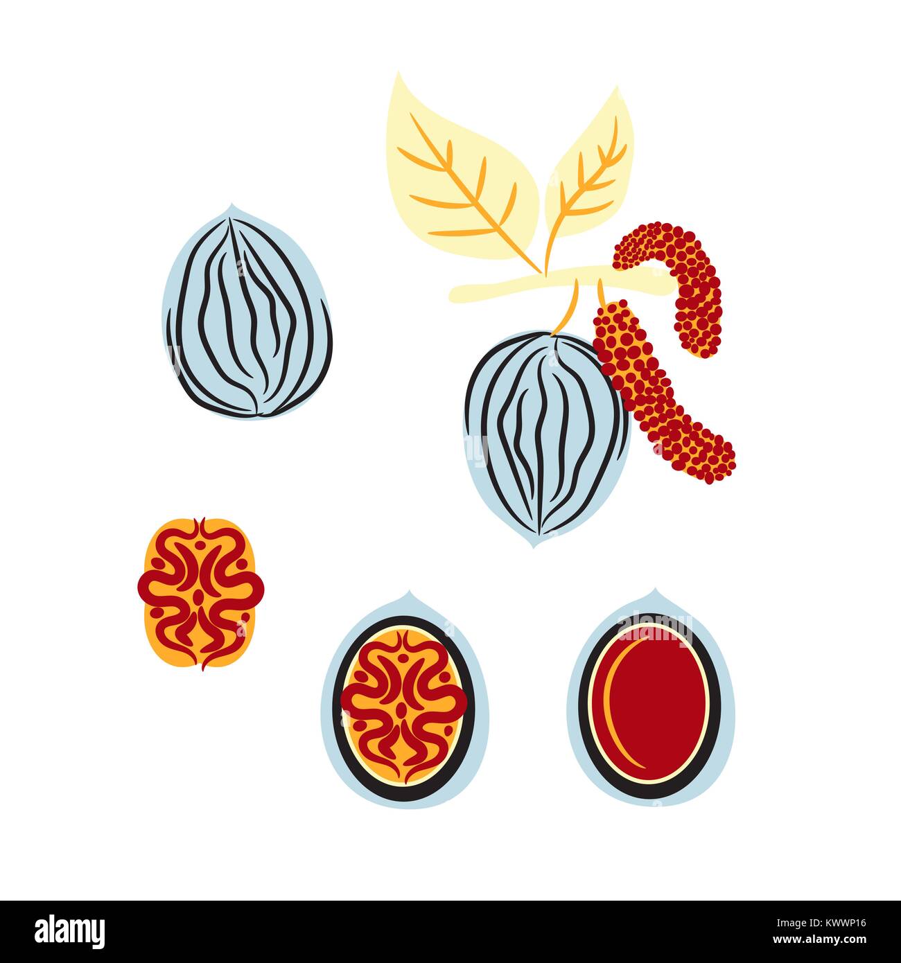 Blue and red stylized walnut vector illustration Stock Vector Image ...