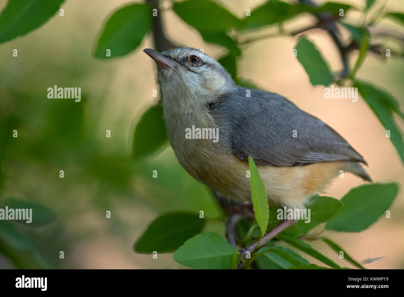 Long-billed Crombec, Cape Crombec (Sylvietta rufescens Stock Photo - Alamy