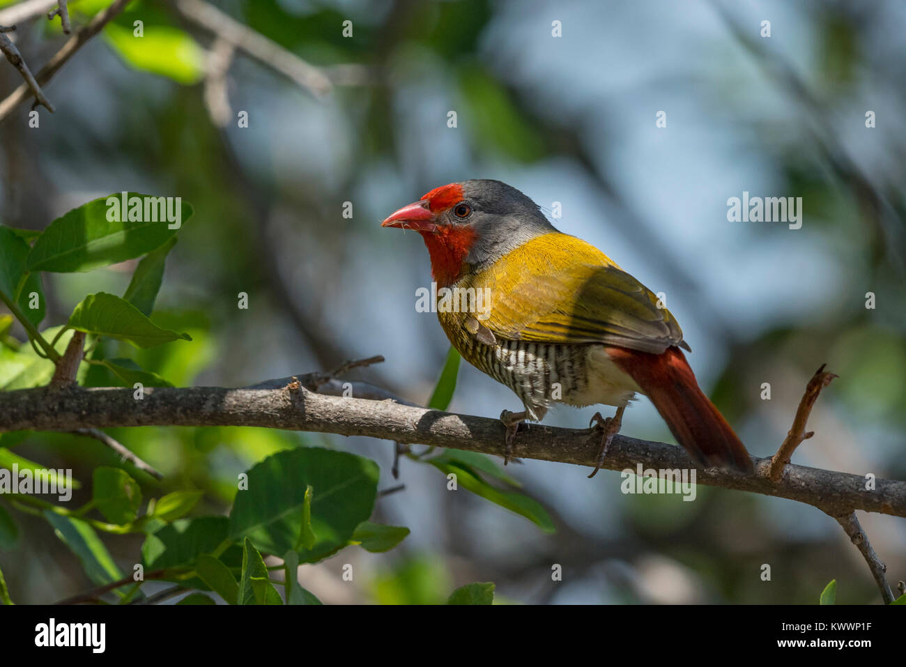 Green-winged Pytilia (Pytilia melba), male Stock Photo - Alamy