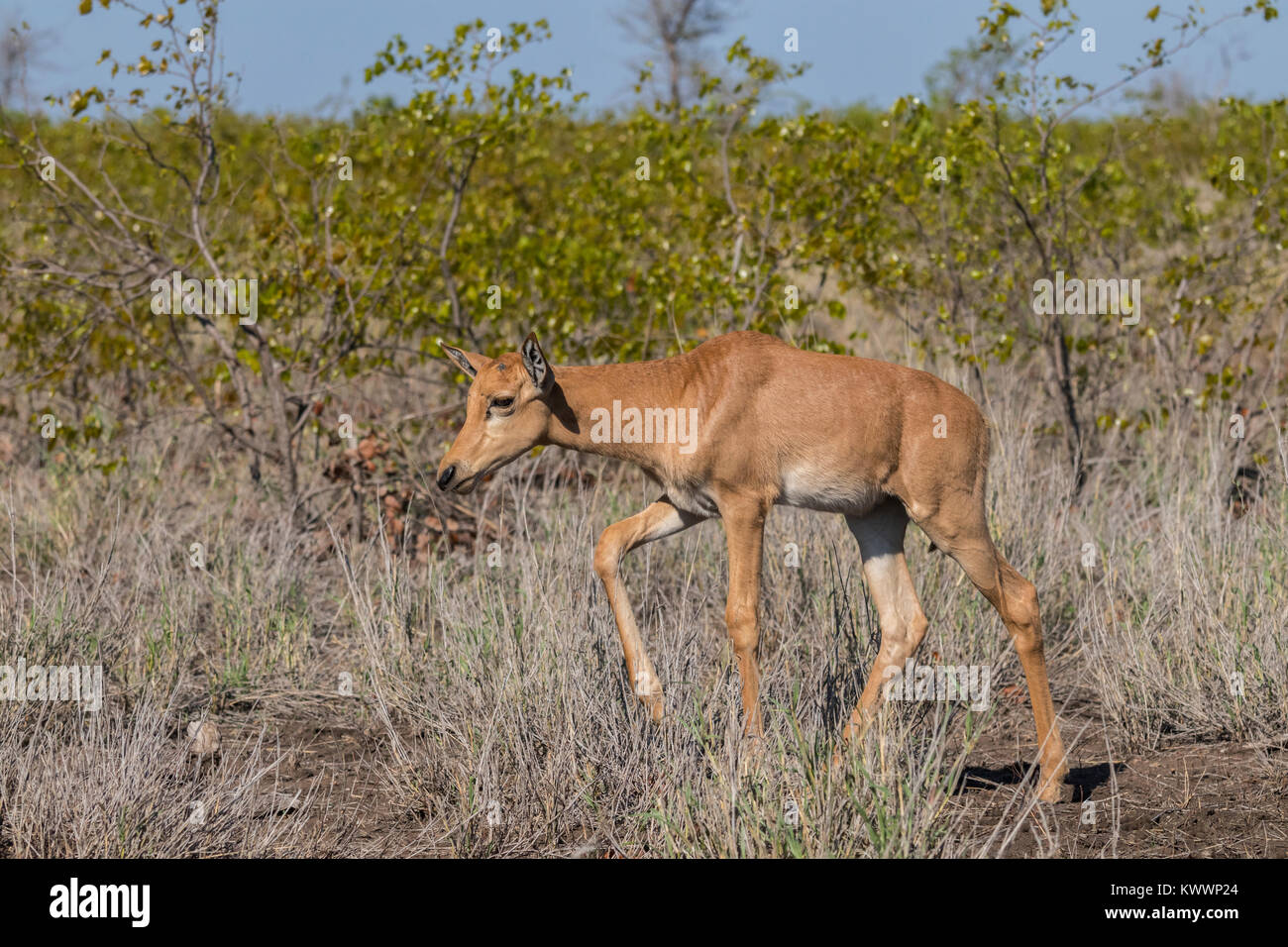 Calf of Common tsessebe (Damaliscus lunatus ssp. lunatus Stock Photo ...