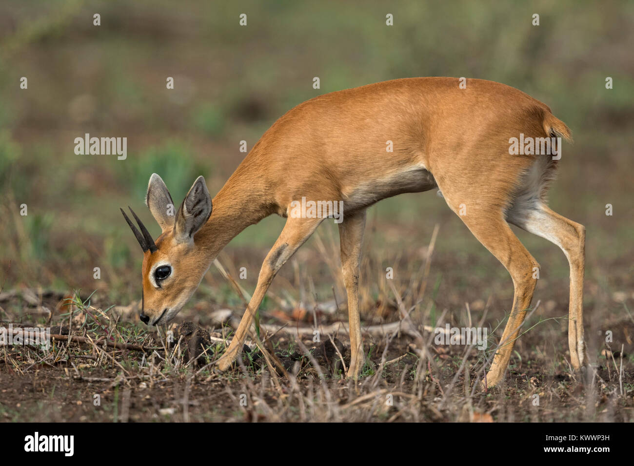 Raphicerus south africa hi-res stock photography and images - Alamy