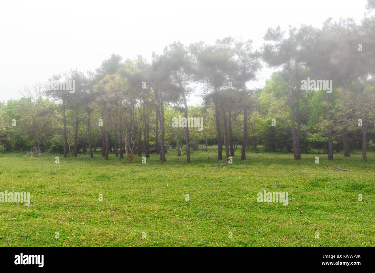 Thick pine trees hi-res stock photography and images - Alamy