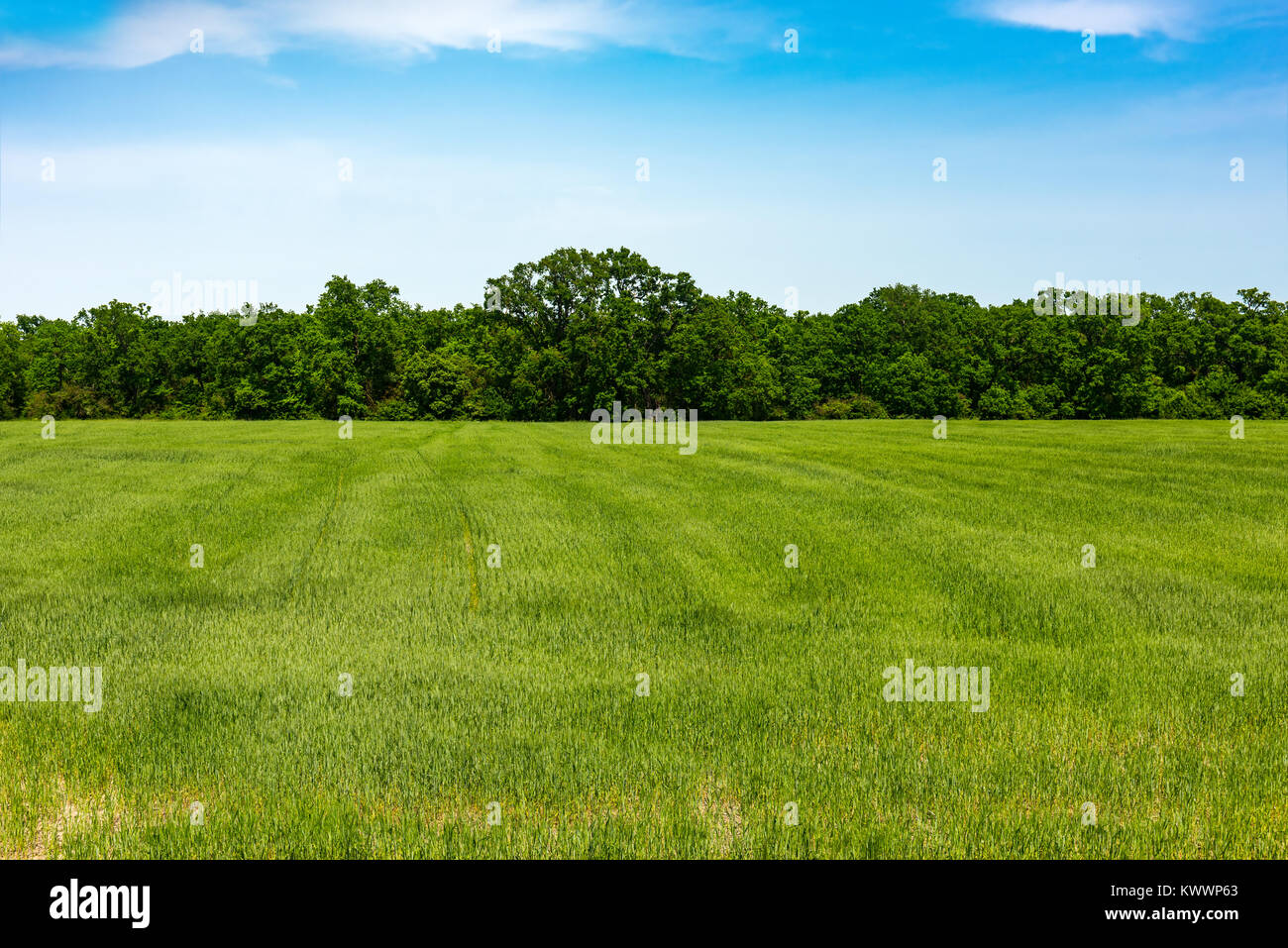 Edge of forest, field with green grass Stock Photo - Alamy