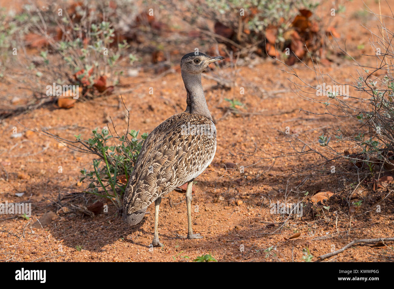Red crested bustard hi-res stock photography and images - Alamy