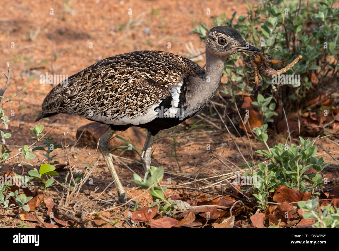 Red-crested Bustard, Red-crested Korhaan (Lophotis ruficrista ...