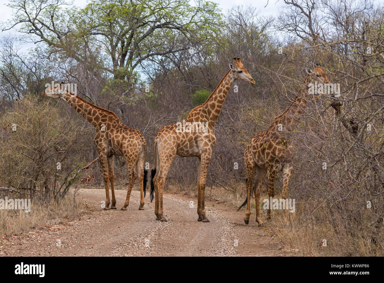 Three Giraffes (Giraffa camelopardalis giraffa) on a gravel road ...