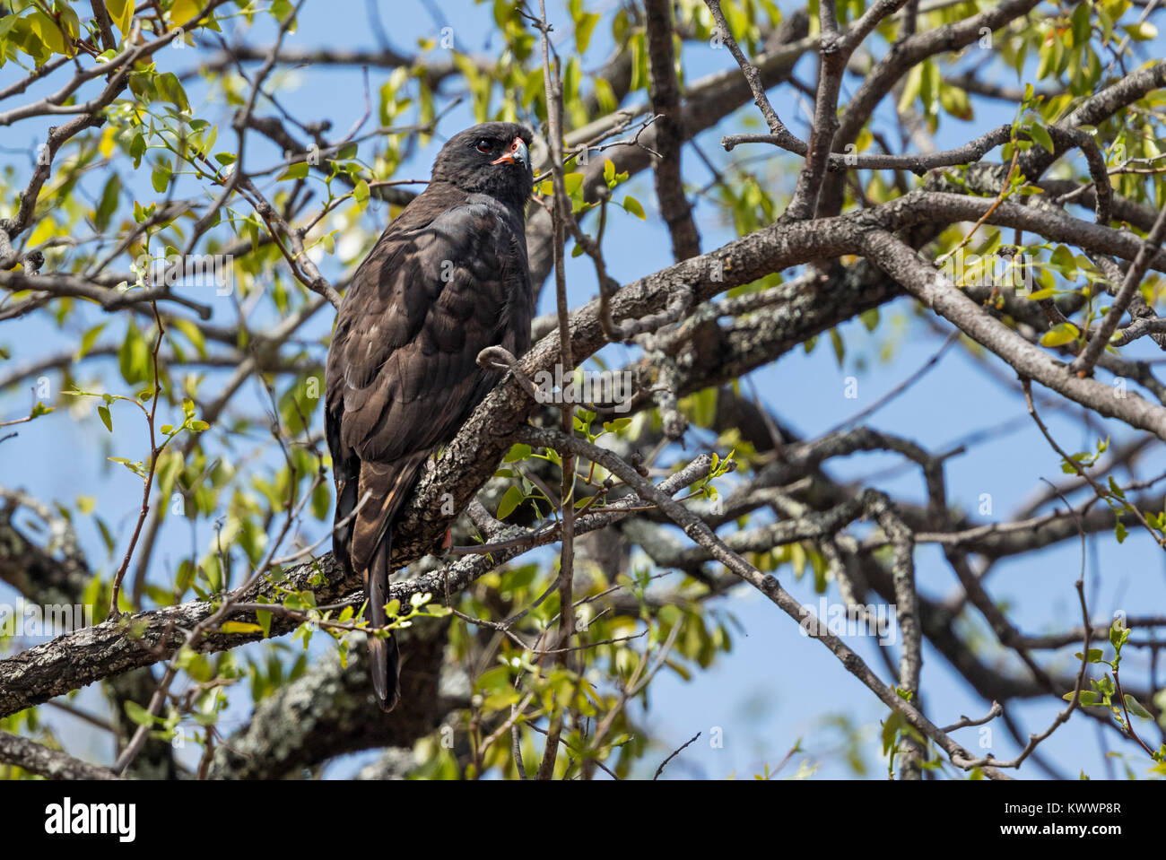 Gabar goshawk hi-res stock photography and images - Alamy