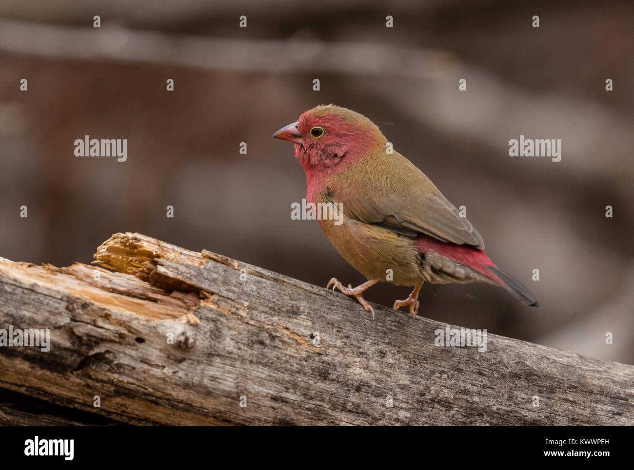 Red billed firefinch kruger national park south africa hi-res stock ...