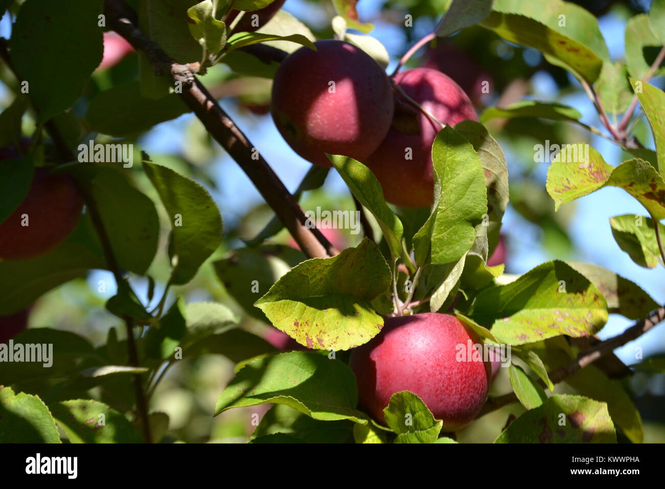 Apple tree autumn leaves turning hi-res stock photography and images ...