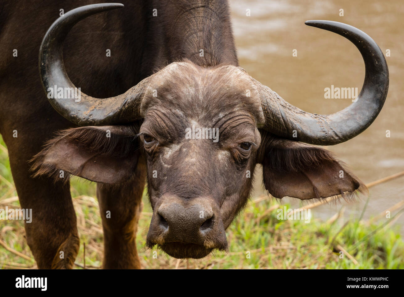 Buffalo wildlife hi-res stock photography and images - Alamy