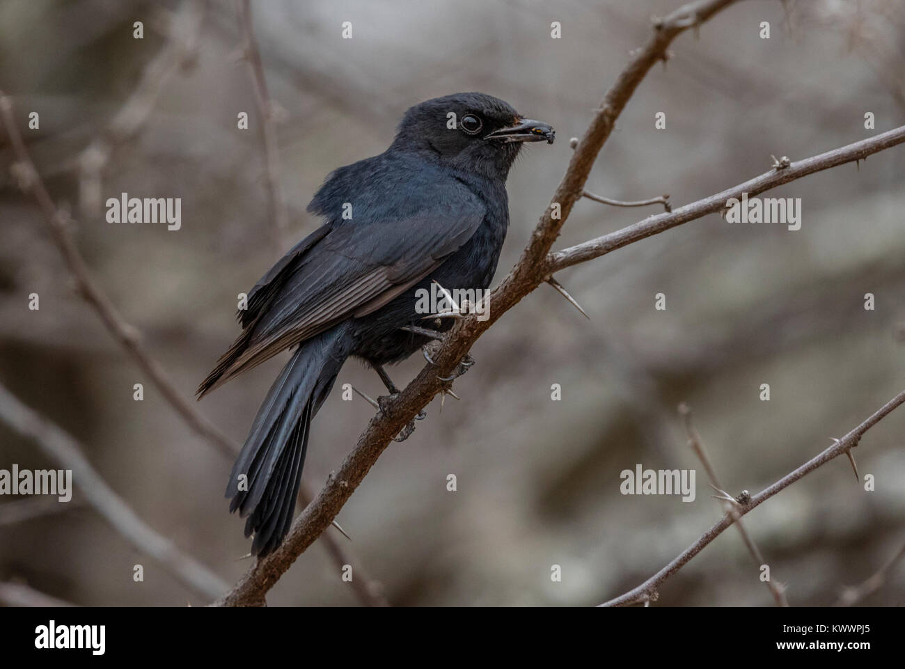 Southern Black Flycatcher (Melaenornis pammelaina Stock Photo - Alamy