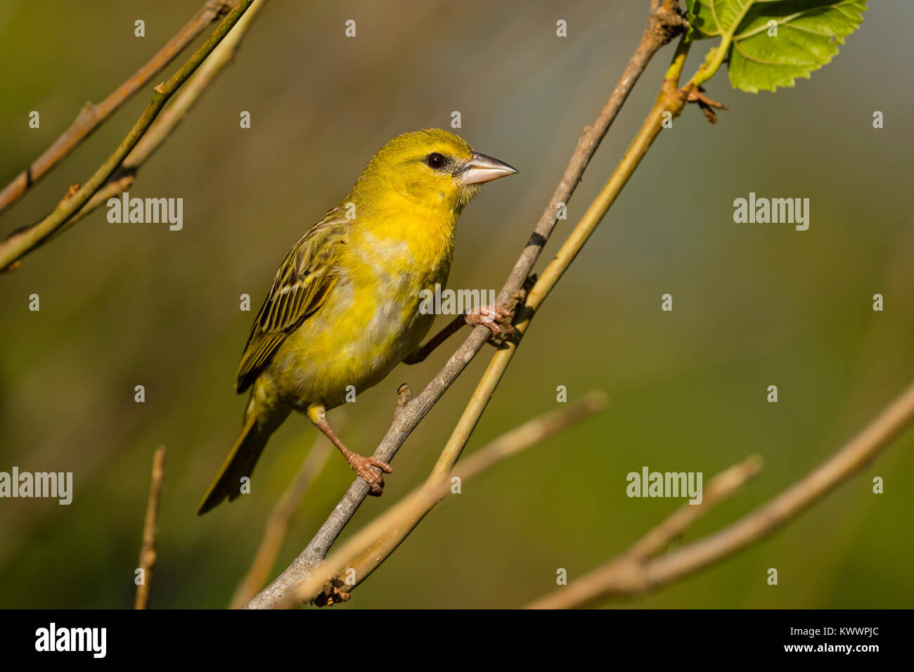 Southern Masked Weaver (Ploceus velatus), female, Ploceidae Stock Photo ...