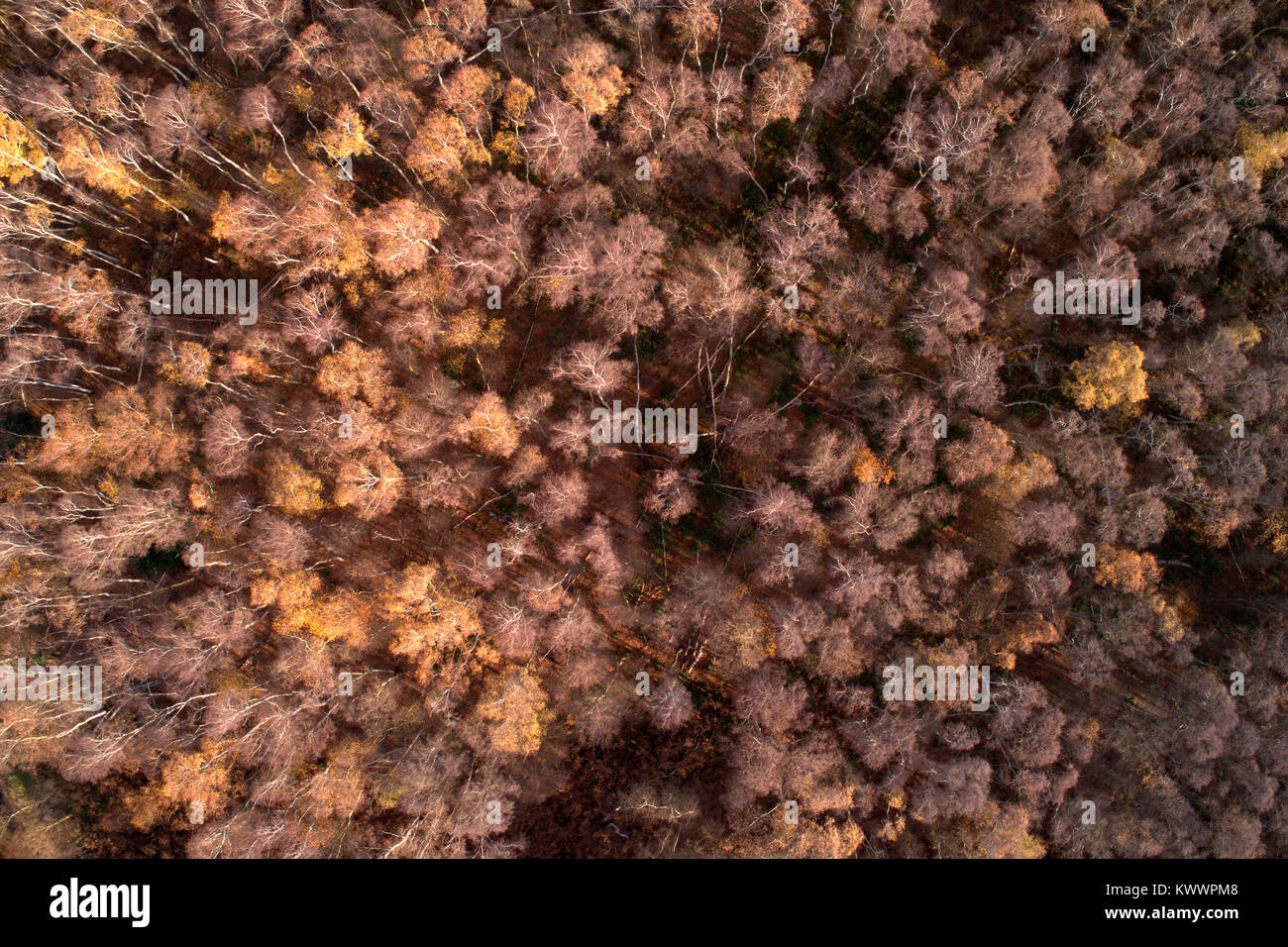 Drones eye view over Silver Birch trees at Holme Fen SSSI nature ...